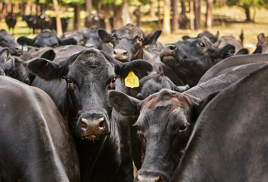 Dr. Allen Williams Participates In New Study Of Adaptive Multi-Paddock ...