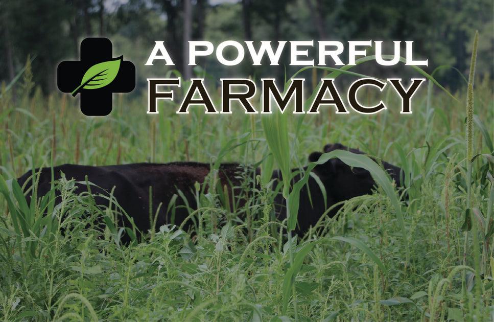 How Can Farms Become Medicine Cabinets and Nutrition Centers | Joyce ...