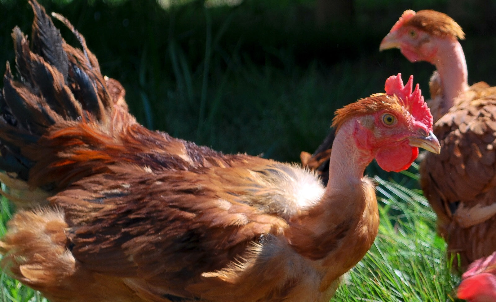 Natural and Heritage Meats | Joyce Farms - High-Quality Proteins
