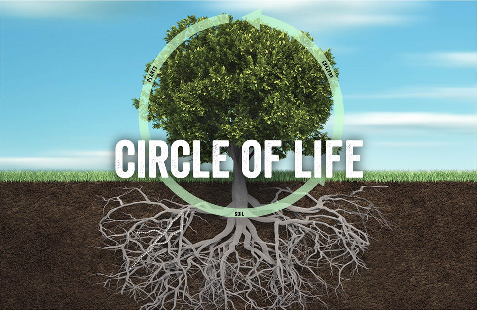 The Circle of Life: How the Carbon Cycle Powers our Ecosystem - Joyce Farms